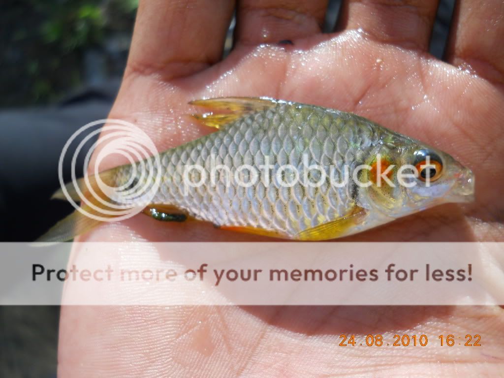 Puthi Fish Photo by Deeptapran_sonowal | Photobucket