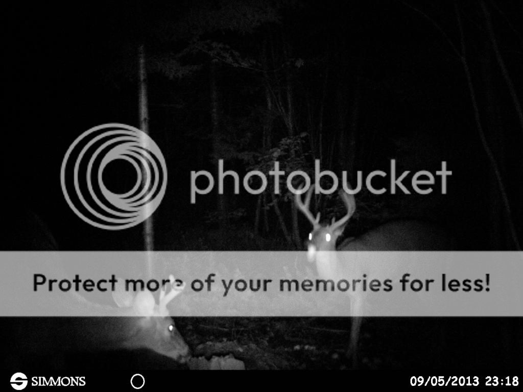 buck atypique ? - chevreuil.net