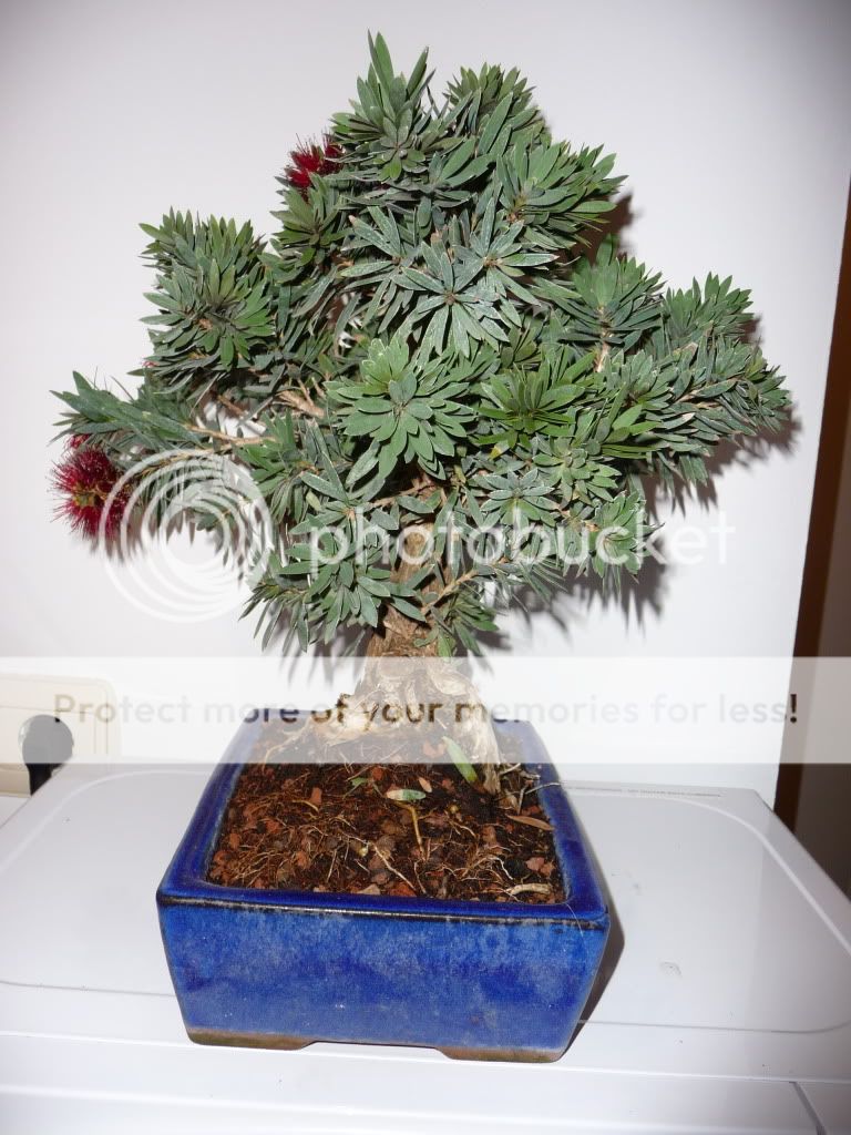 BONSAI DEL NORTE - nuevo en casa (Callistemon sp.) - BONSAI